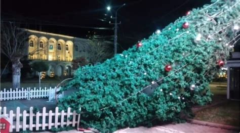 ქარმა სამტრედიაში ნაძვის ხე წააქცია