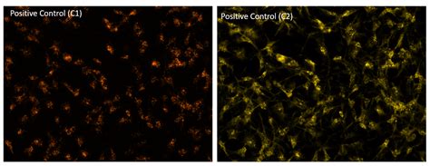 Has Anyone Successfully Used Rnascope Multiplex Fluorescence Assay In