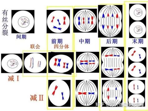 细胞生物学思维导图 细胞增殖及其调控 知乎