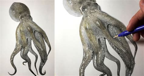Octopus Drawing Color Realistic