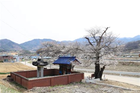 사교마을 열부비 앞 100년 수령의 늙은 벚나무에 꽃이 피었다