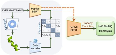 논문 리뷰 Multi Peptide Multimodality Leveraged Language Graph Learning of Peptide Properties