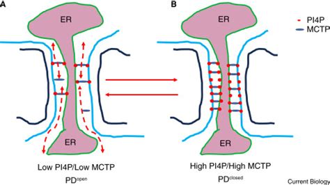Intercellular Communication Regulation Of Plasmodesmata Current Biology