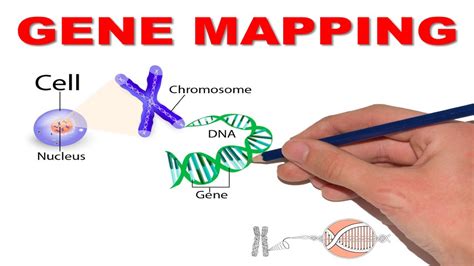 Genetic Mapping