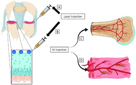 Administration Routes Targeting Avascular And Vascular Tissues In The Download Scientific