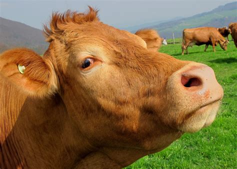 Free Images Nature Grass Outdoor Farm Meadow Countryside