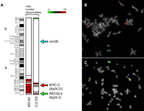 A The Copy Number Abnormality Calls Identified By Array Cgh Analysis Download Scientific
