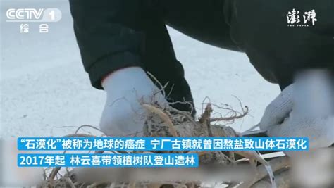 致敬65岁老人带队植树4年石山变林海 凤凰网视频 凤凰网