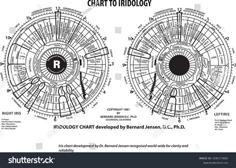 Iridology Chart By Dr Bernard Jensen 5 Download Scien
