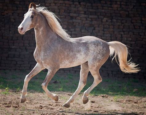 Масть лошади картинки и фото Poknok Art