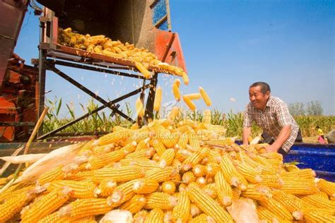 河南夏邑玉米喜丰收 人民图片网