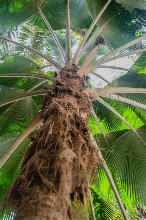 Fiji Fan Palm Baros Environment Fiji Fan Palm Baros Environment