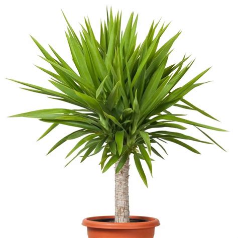 How Fast Do Yucca Cane Plants Grow At Toni Esser Blog
