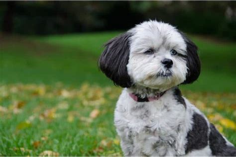 22 Cute Shih Poo Haircut Ideas Mesmerizing Shih Poo Hair Styles