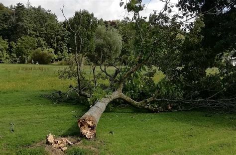 Tree Management Surveys Safety Inspections Tree Space Tree Surveys Tree Planning