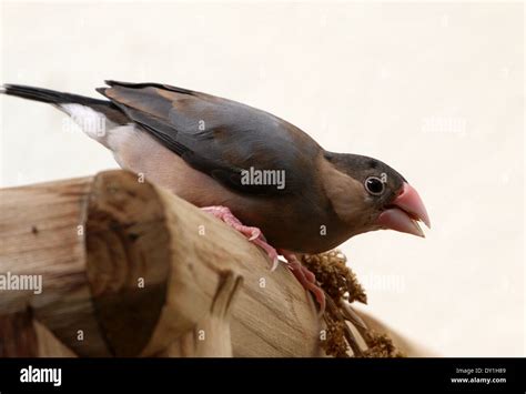 Juvenile Java Sparrow Or Java Finch Padda Oryzivora A K A Java Rice