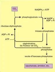 ChimiosynthÈses Importance Des Bactéries Chimiolithotrophes Dans La