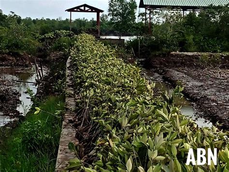 ဒေသခံ ကျေးရွာ ၁၄ရွာက ထိန်းသိမ်းစောင့်ရှောက်ထားရသည့် ဝန်ဗိုက်ဒီရေ သစ်တောကြိုးဝိုင်းမှ ပျိုးပင