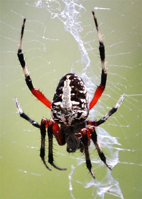 Pin By Tati Cross On Caveiras E Flores Spider Species Red And Black