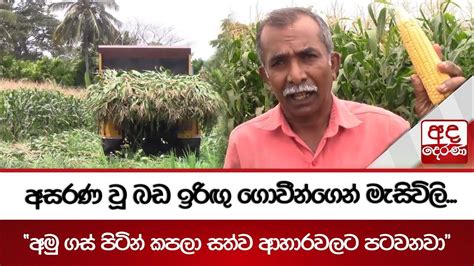 අසරණ වූ බඩ ඉරිඟු ගොවීන්ගෙන් මැසිවිලි අමු ගස් පිටින් කපලා සත්ව ආහාරවලට පටවනවා Youtube