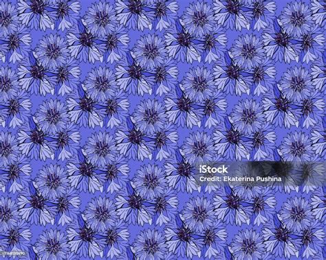 파란색 옥수수 꽃의 원활한 벡터 패턴입니다 여름 야생화 현실적인 손 그리기 복고풍 스타일 섬유 포장 벽지 디자인 0명에 대한 스톡 벡터 아트 및 기타 이미지 Istock