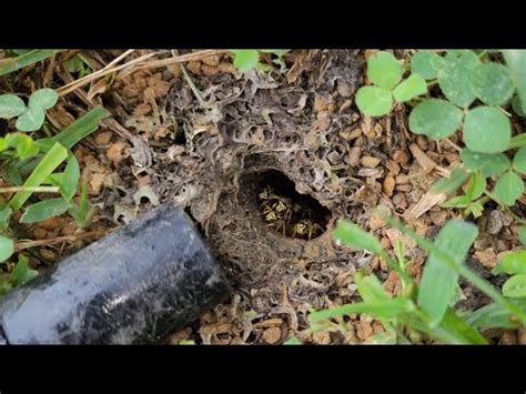 What Happens If A Wasp Nest Gets Wet