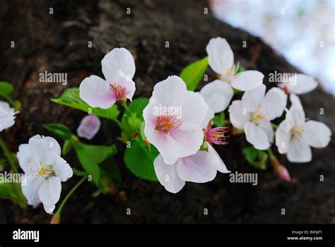Cherry Blossom In Washington DC Stock Photo Alamy