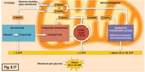 Bio 2135 Topic 3 Oxygen Uptake And Delivery Flashcards Quizlet