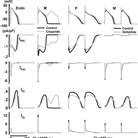 Steady State Cell Dependent Ap Prolongation Ap Shortening And Their
