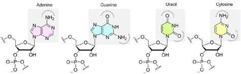Schematic Representation Of The Four Rna Nucleosides And Negatively