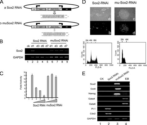Knockdown Of Sox2 Triggers Trophectoderm Differentiation In Mouse Es Download Scientific