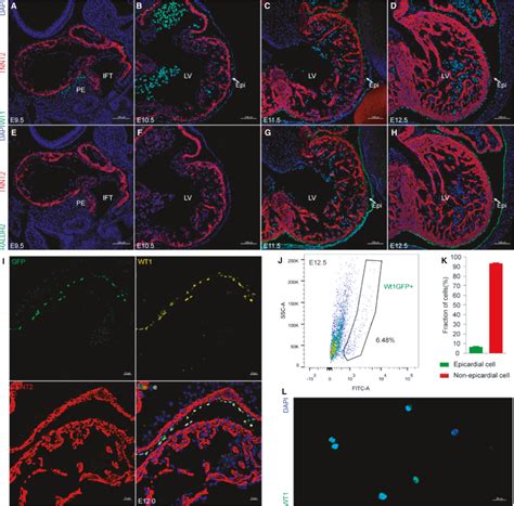 Epicardium Constitutes A Low Proportion Of Cardiac Cells A‐h