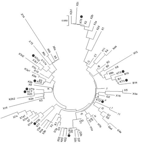 a neighbor joining based phylogeny tree constructed using the 247 bp