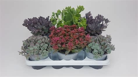 Sedum Mix — Plant Wholesale Floraccess