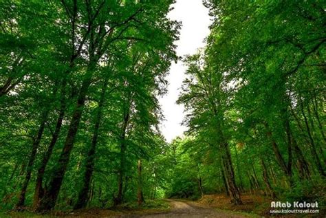 تور جنگل بلیران شرکت ایران گردی و جهان گردی کلوت