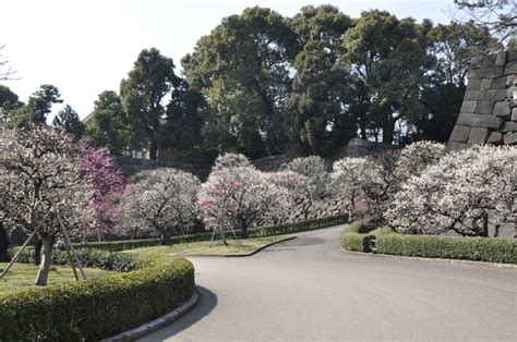 2025東京都心で一足早いお花見 千代田区の早咲き桜梅の名所6選 いこーよとりっぷ