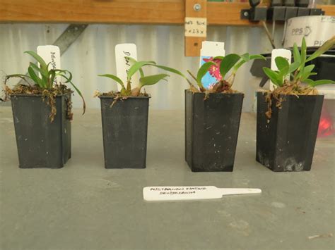 Four Australian Native Dendrobiums Unknown And4