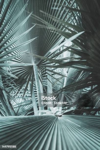 녹색 야자수 잎 패턴 질감 추상적인 배경입니다 그래픽 디자인 열대 여름과 자연 환경 개념을 위한 공간을 복사합니다 빈티지 톤 필터 효과 색상 스타일 0명에 대한 스톡 사진