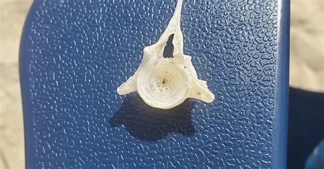 Ocean Vertebrea Album On Imgur