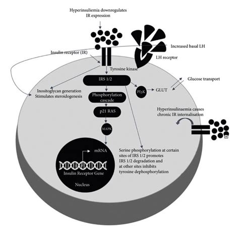 Illustration Of The Effect Of Hyperinsulinemia On Insulin Receptors And