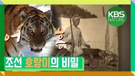 [시청자요청] 조선 호랑이 이제는 모두 사라졌나 Kbs스페셜 조선 호랑이왕국 왜 사라졌는가 2016년 4월 7일 방송 Youtube