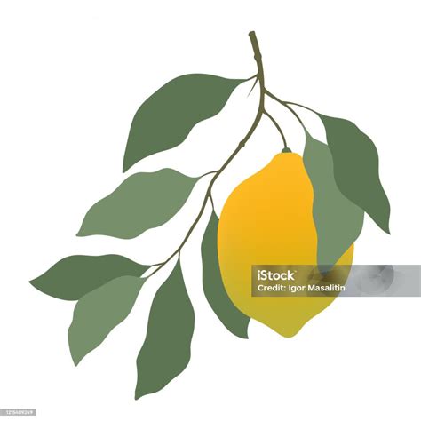 흰색에 고립 된 노란색 레몬과 녹색 잎 레몬 나무 가지 레몬 식물 그림입니다 과일 벡터 손으로 그린 열대 감귤류 분기 지점에 현실적인 레몬 유자 분기 스케치 레몬 나무에