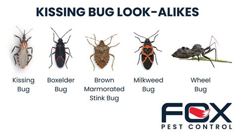 Kissing Bugs And Chagas Disease What You Should Really Know Fox Pest
