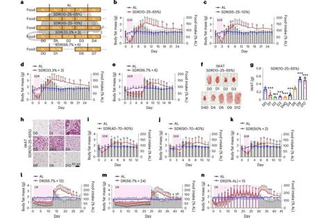 Researchers Reveal Why Fat Increases After Dieting And How Protein Might Help