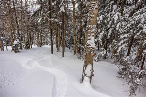 Tree Well Safety Skiing Smart In Deep Snow SugarBlog