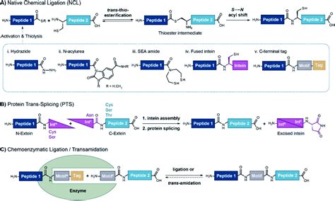 Process Flow Diagram For Peptide Synthesis Peptide Synthesis