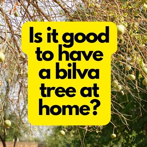 Is It Good To Have A Bilva Tree At Home