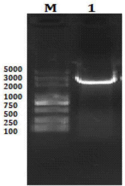 Chitinase Gene Chic And Encoded Protein And Application Thereof Eureka Patsnap