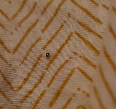 Bed Bug Nymphs R Bedbugs