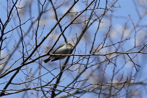 桜にオオルリ マチコさんの気ままにデジカメ